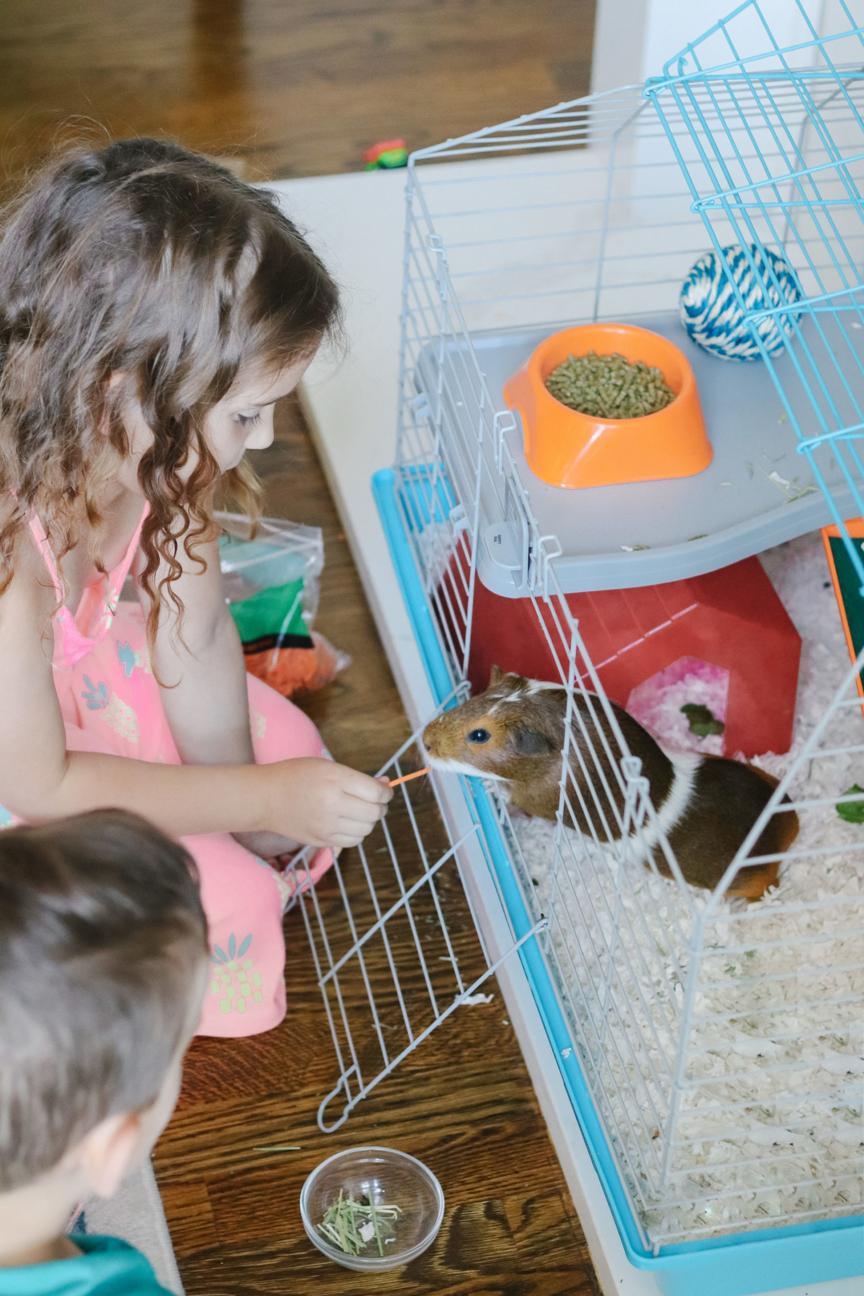 Birthday Hamster Sprinkles Birthday Hamster Sprinkles