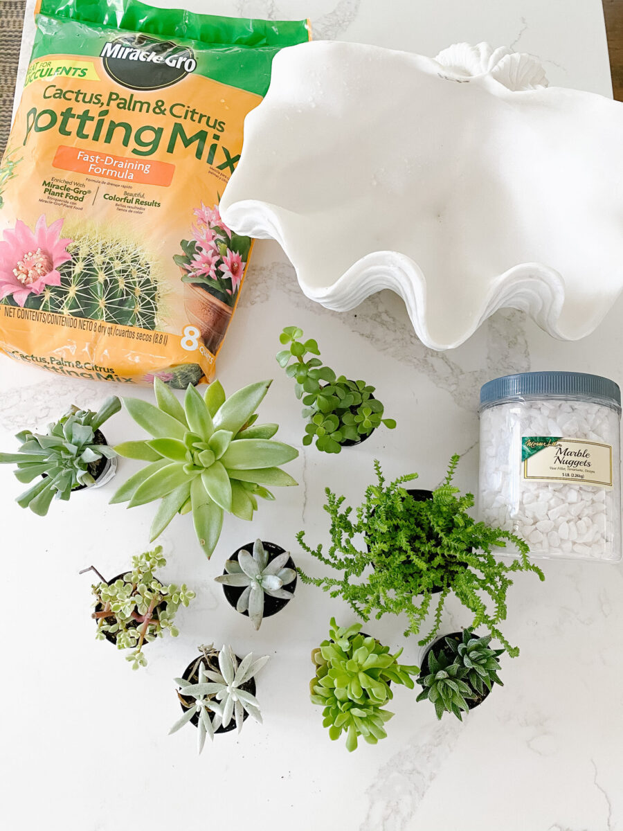 DIY Succulent Garden - Carolina Charm