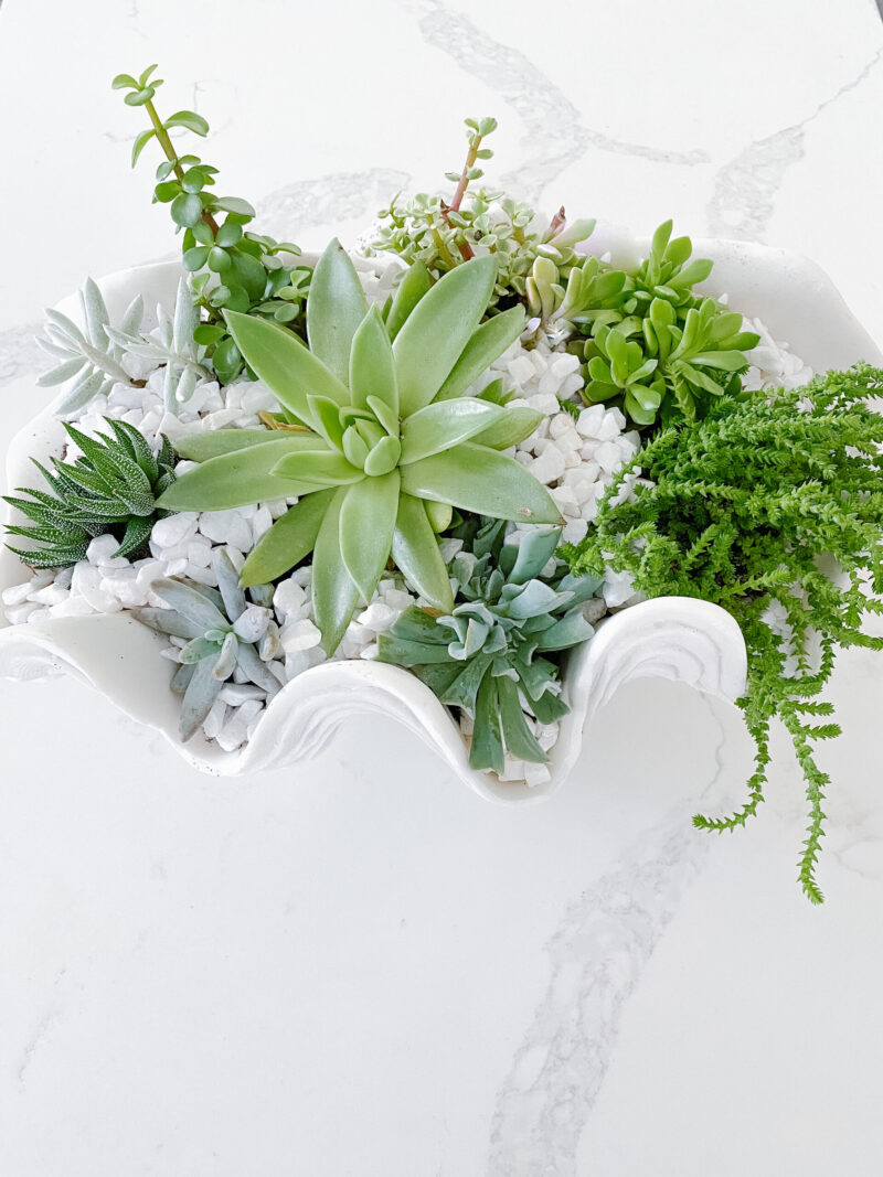 DIY Succulent Garden - Carolina Charm