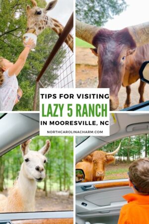Tips for Your Lazy 5 Ranch Visit