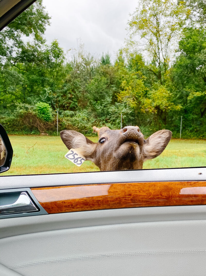 Tips for Your Lazy 5 Ranch Visit