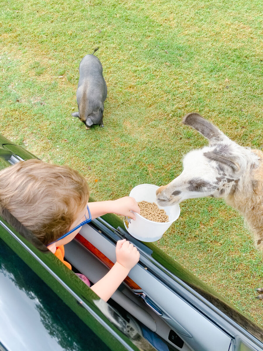 Tips for Your Lazy 5 Ranch Visit