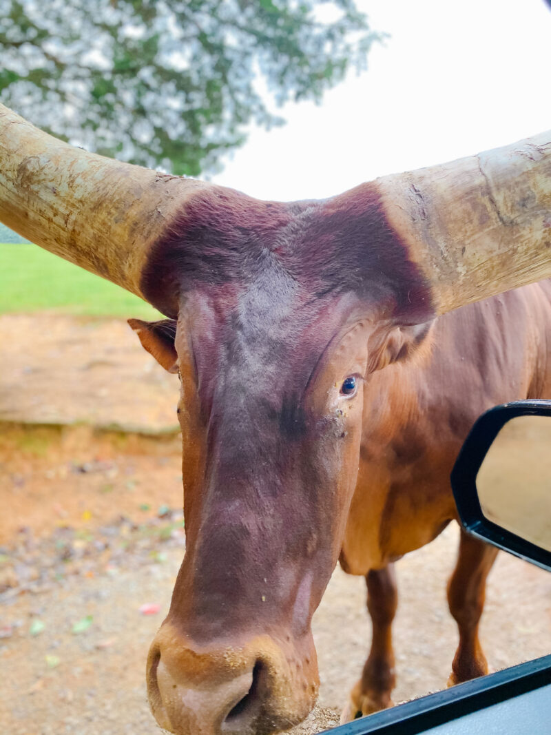 Tips for Your Lazy 5 Ranch Visit