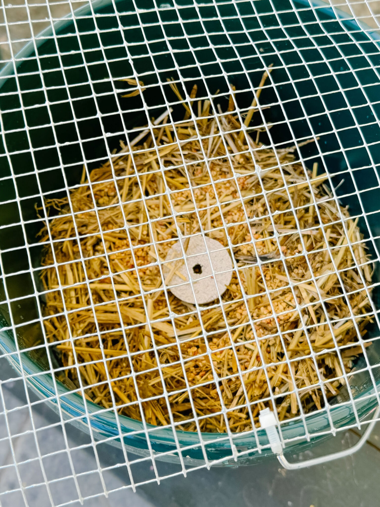 How to Get Rid of Mosquito Larvae | NC Charm Blog