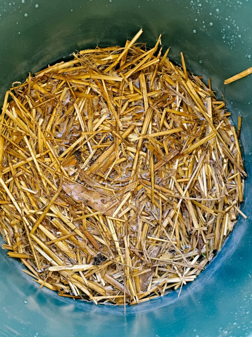 How to Get Rid of Mosquito Larvae | NC Charm Blog